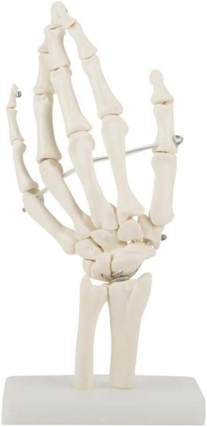 Allecto Plus - Anatomisch Hand Skeleton Model voor Studie van ...