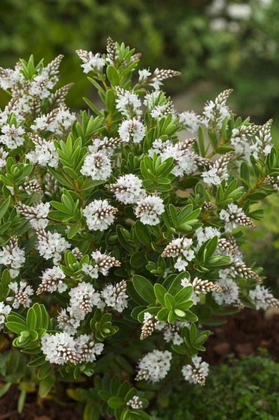 Plants Online - Tuinplanten - Heesters - Set van 1 - Hebe recurva - 2 ...