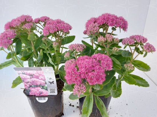 Plants Online - Tuinplanten - Vaste planten - Set van 1 - Sedum 'Carl ...