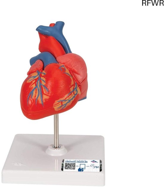 RFWR® Menselijke Anatomie Hart Model - 2-delig Inclusief ...