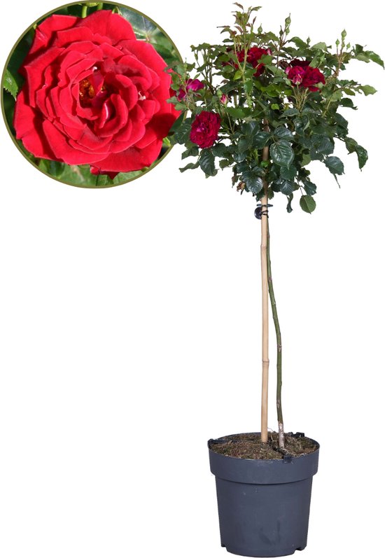 Plant In A Box Rosa Palace Stamroos - Rode planten voor tuin, terras of ...