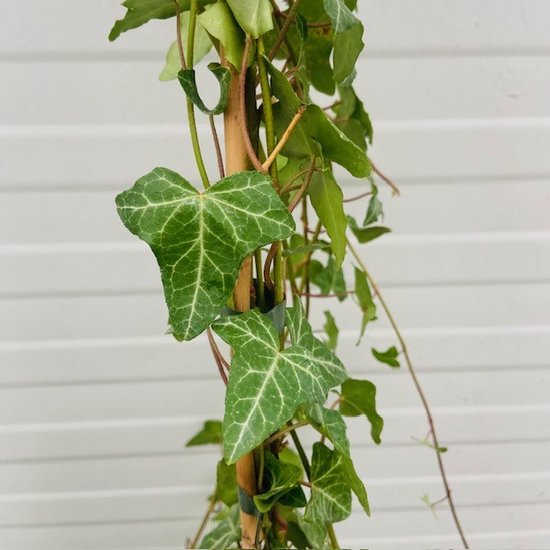 5 Stuks Hedera Helix (Klimop) - Hedera - Klimplant - Hedera Helix | bol
