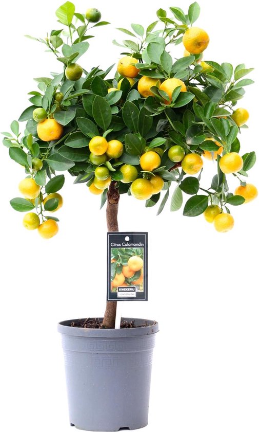 Calamondin op stam, Citrus Calamondin - Ø15cm - 45cm | bol