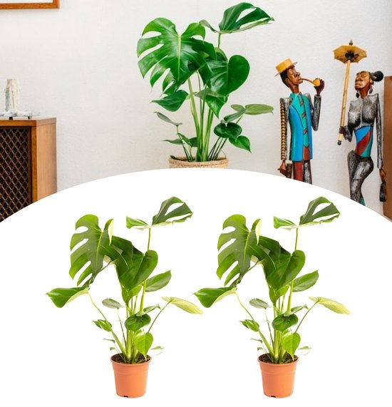 NatureNest - Gatenplant - Monstera Deliciosa - Groot - 2 stuks - 65 ...