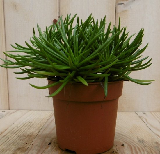 2 stuks! Kamerplant Himalaya Highlands Senecio Archeri Himalaya | bol