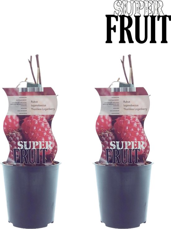 Loganbes, struik, kleur rood tot diep paars, 2 stuks, Rubus Loganberry ...