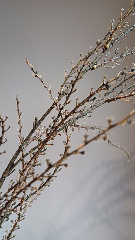 Corokia tak, kunst | bol