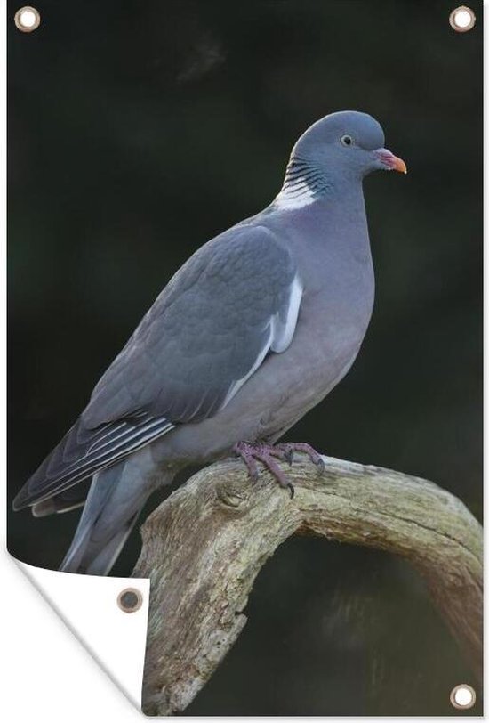 Image d'un pigeon ramier sur une branche sinueuse Affiche de jardin ...