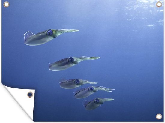 Tuinposter - Tuindoek - Tuinposters buiten - Inktvis - Dieren - Zee ...