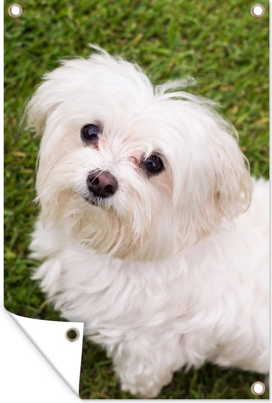 Tuinposter 40x60 cm - Tuindecoratie Maltezer hond kijkt naar boven ...