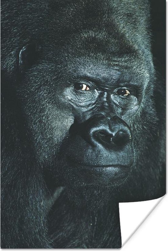 Poster Close up portret van een grote Gorilla - 60x90 cm | bol.com