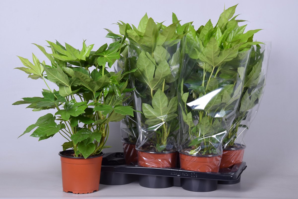 Fatsia Japonica Vingerplant - Handelskwekerij Mark Verbeek - Groene ...