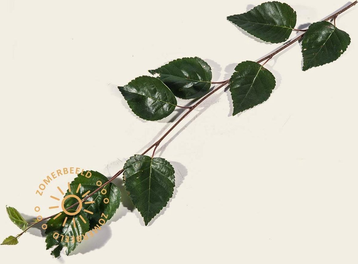 Betula utilis 'Doorenbos' | bol.com