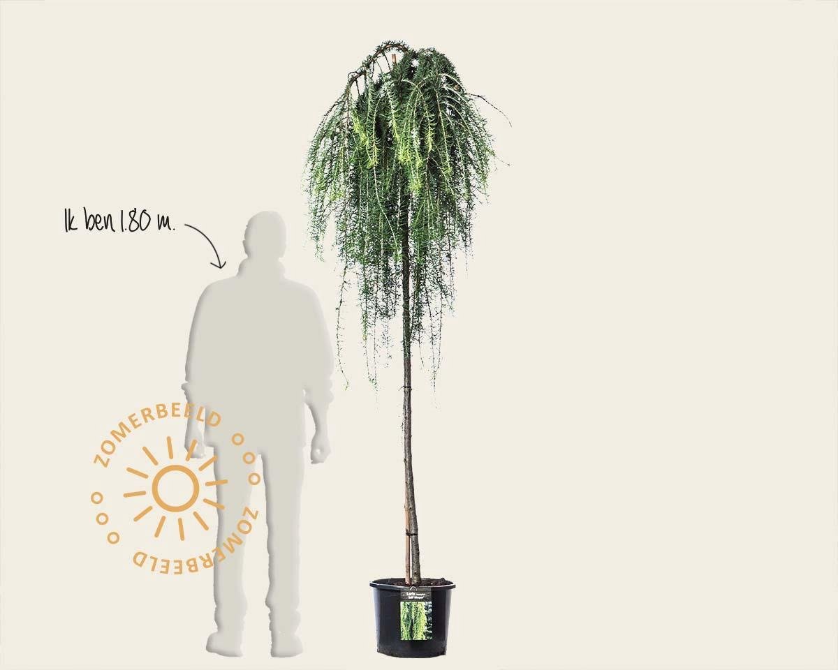 Larix kaempferi 'Stiff Weeper' - 180 cm stam | bol
