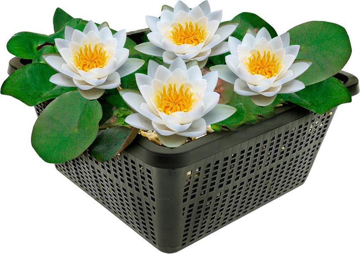 VDVELDE Waterlelie Wit - Speciaal voor Kleine Vijvers - Winterharde ...