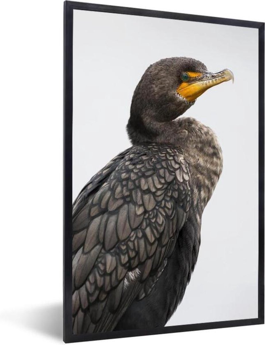 Fotolijst incl. Poster - Geoorde Aalscholver op een witte achtegrond ...