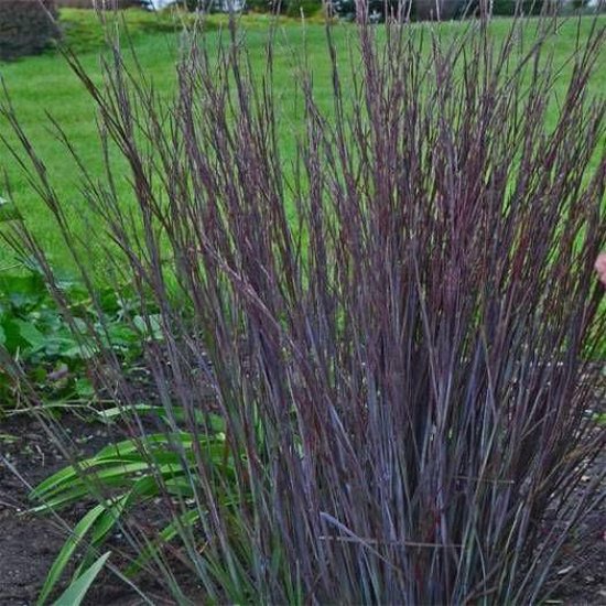 Schizachyrium 'Smoke Signal' - Klein prairiegras - Pot 9x9 cm - 12 ...