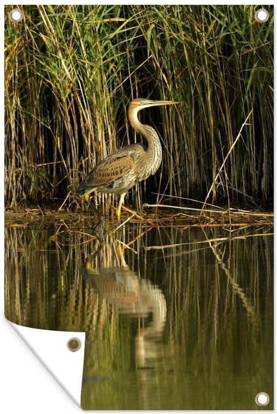Tuinposters buiten Purperreiger bij riet aan het water - 60x90 cm ...