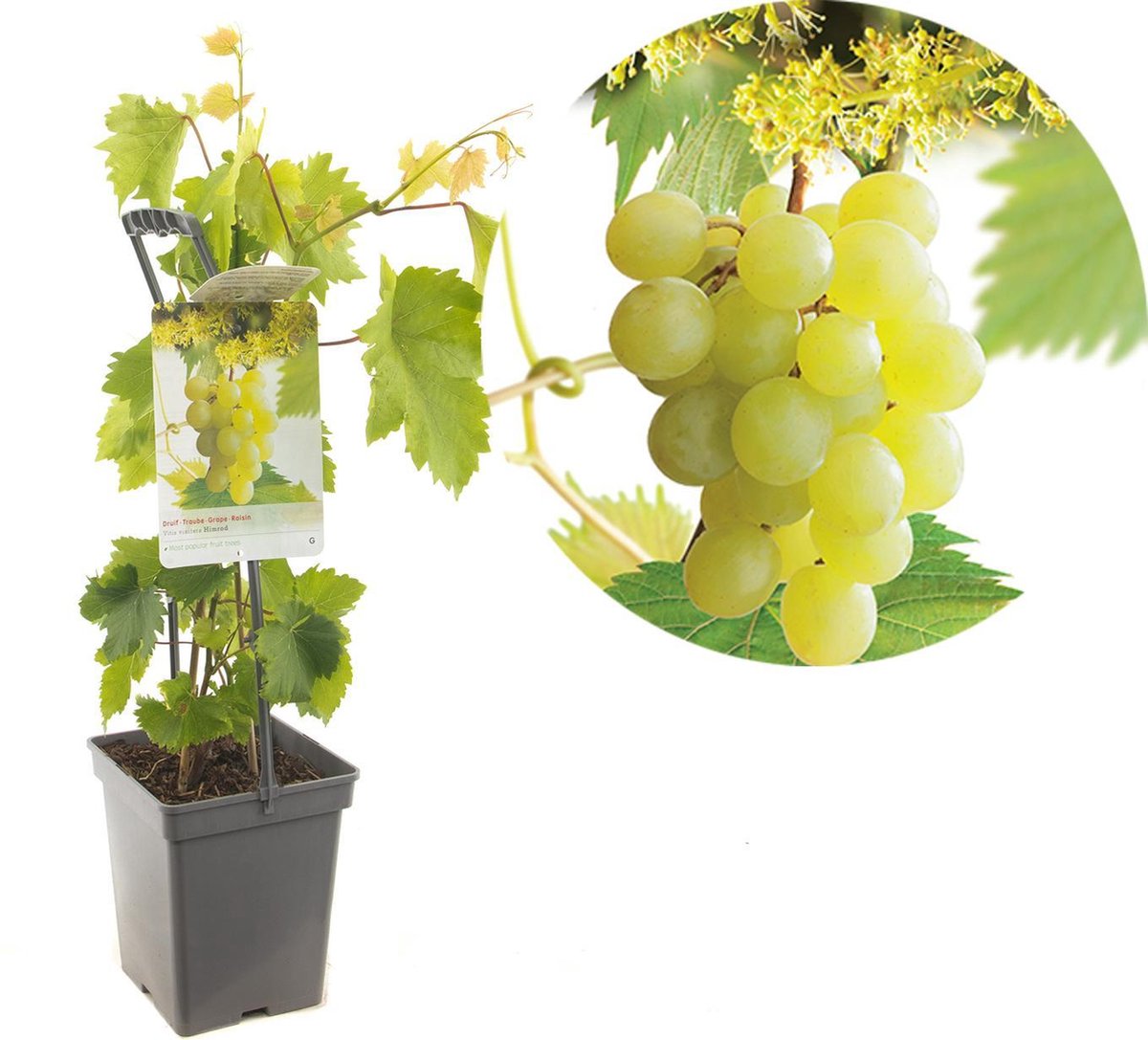 Vitis vinifera Himrod | bol.com