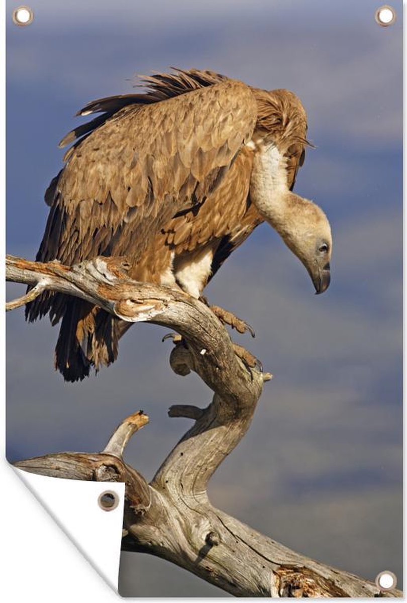 Muurdecoratie Vale gier op een kale tak - 120x180 cm - Tuinposter | bol.com