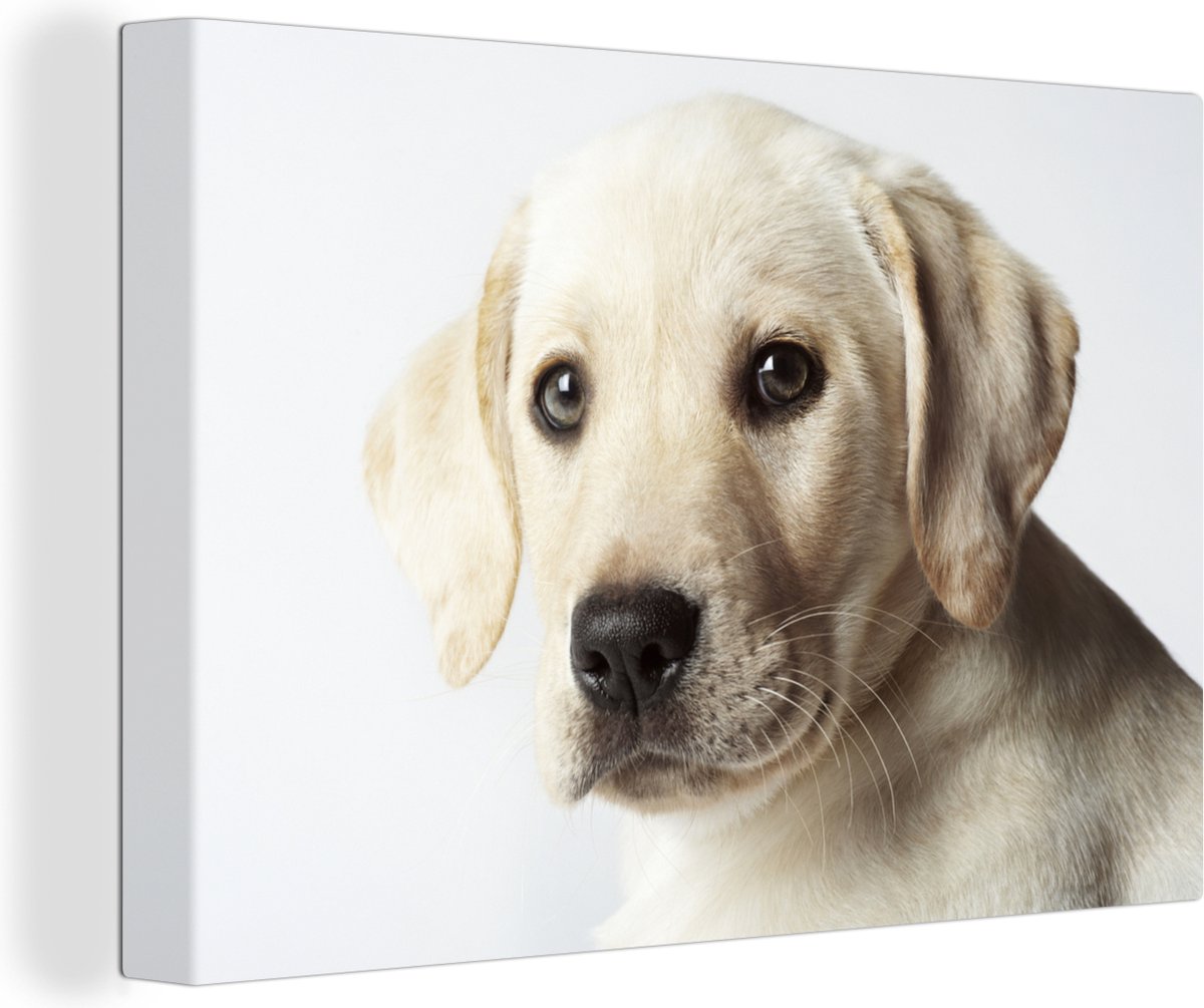 Canvas Schilderij Labrador puppy portret - 140x90 cm - Wanddecoratie | bol