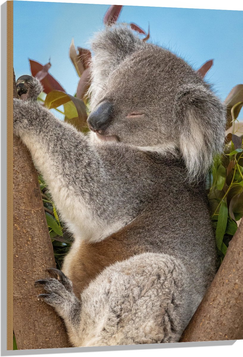 Hout - Slapende Koala op Takken met Bladeren - 70x105 cm - 9 mm dik ...