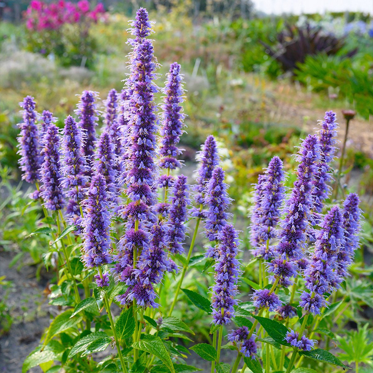 Dropplant (Agastache) 'Blue Fortune' | 1 stuk | Bijen- en vlinderplant ...