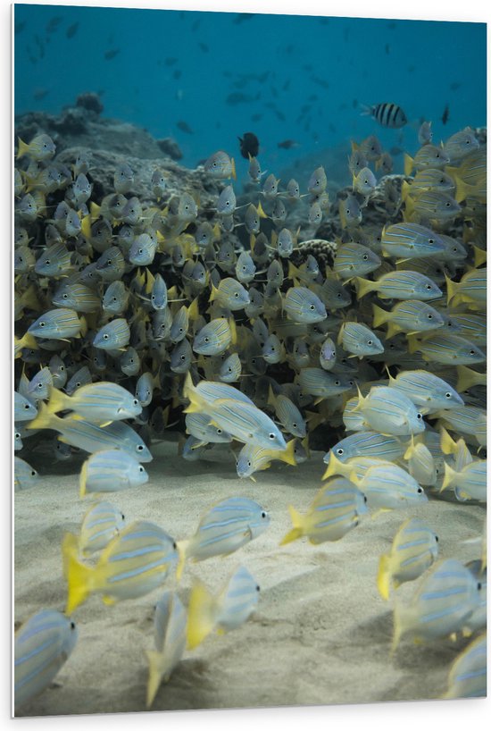 PVC Schuimplaat - School van Blauw met Gele Vissen - 80x120 cm Foto op ...