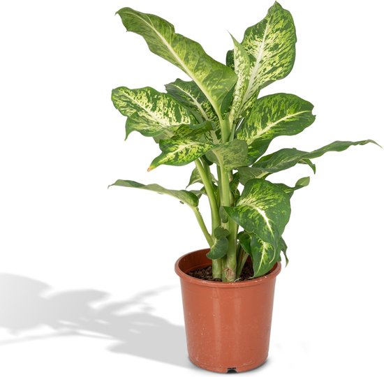 Dieffenbachia Mars - Dief van Bagdad - 50cm | bol.com
