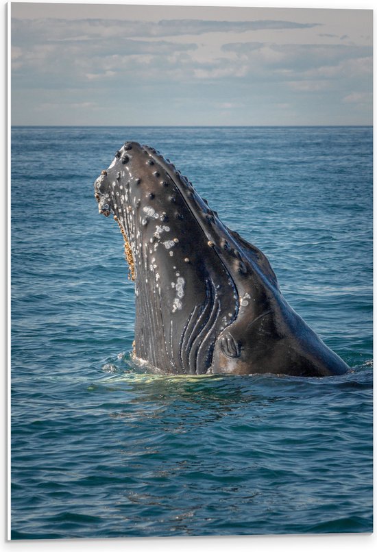 WallClassics - PVC Schuimplaat- Grijze Walvis duikend in de Zee ...