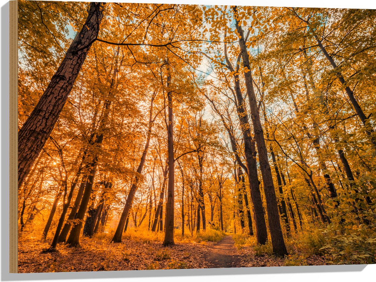Hout - Bos met Hoge Bomen in Herfstkleuren - 80x60 cm - 9 mm dik - Foto ...