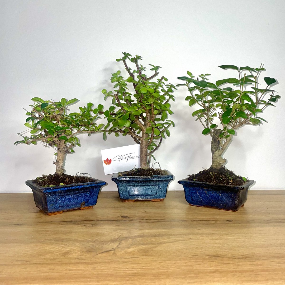 YouFlowers - Bonsai boompje - Set van 3 - Met bijbehorende keramieken ...