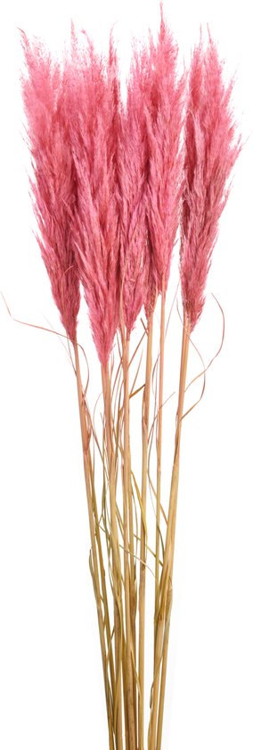 Pampas pluimen - Roze - 110 cm - 3 stuks | bol