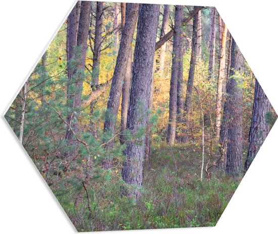 PVC Schuimplaat Hexagon - Bomen in een Bos in Nederland - 60x52.2 cm ...