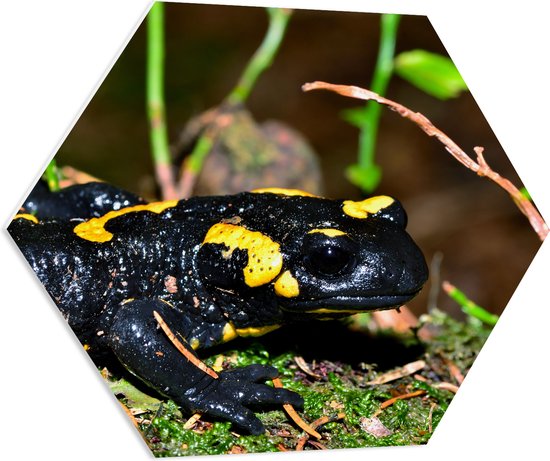 PVC Schuimplaat Hexagon - Close-up van Vuur Salamander tussen Groene ...
