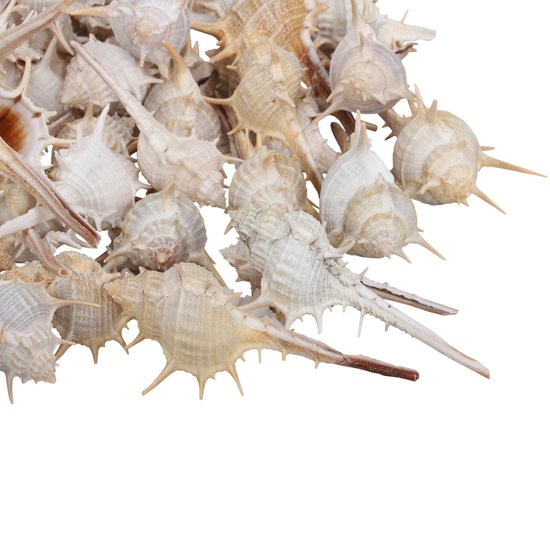 Decoratie/hobby schelpen tropisch - 1 kg - naturel | bol