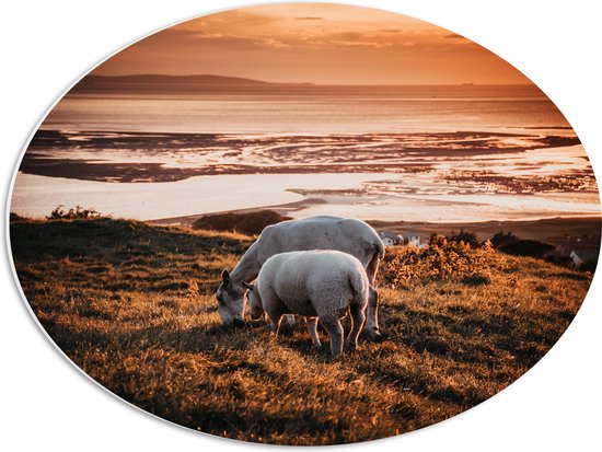PVC Schuimplaat Ovaal - Grazende Schapen bij de Zee - 56x42 cm Foto op ...
