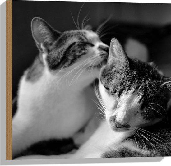 WallClassics - Hout - Kat Likkend aan Katten Vriend (Zwart-wit) - 50x50 ...