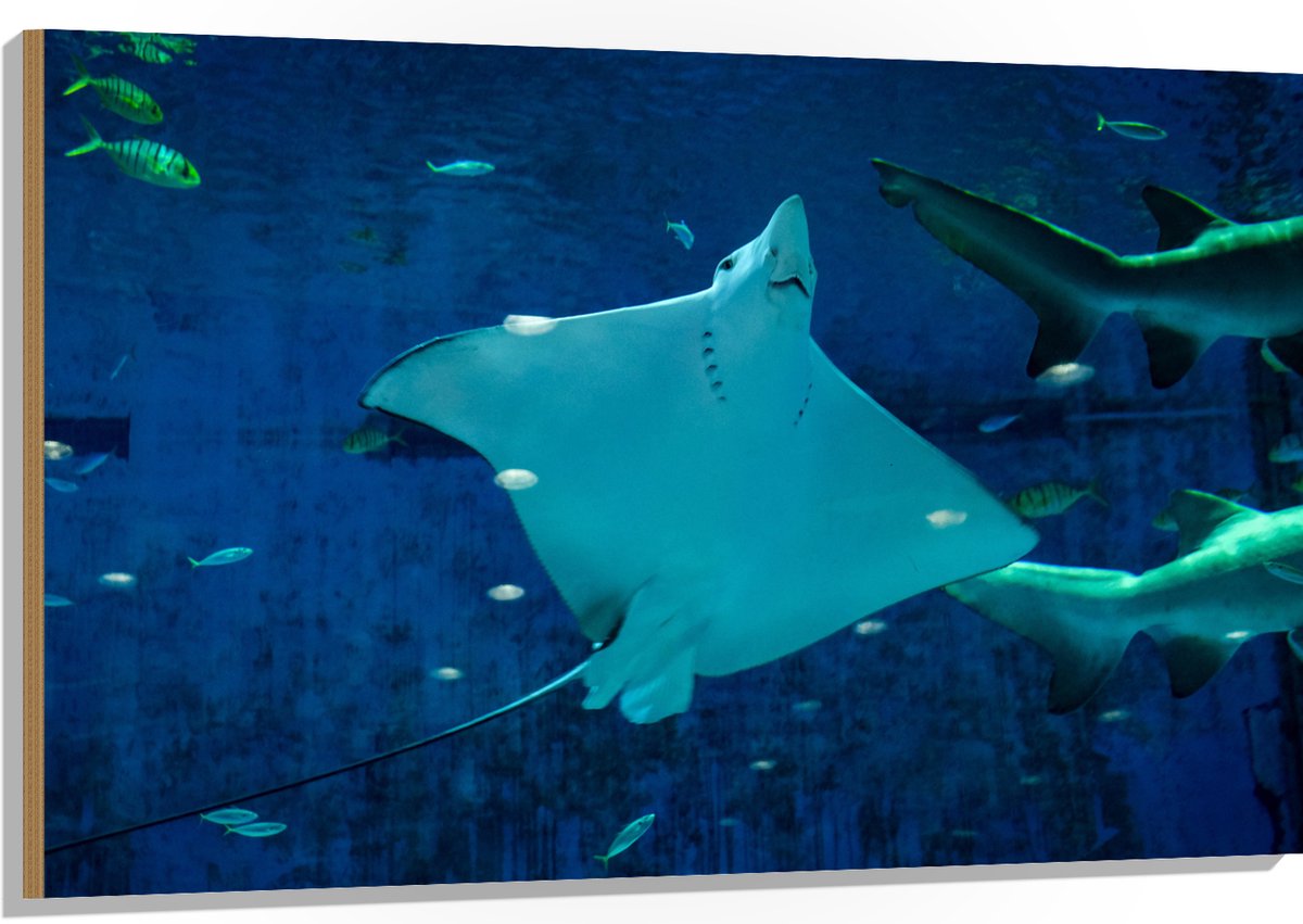 WallClassics - Hout - Grote Rog Zwemmend bij Vissen - 120x80 cm - 9 mm ...