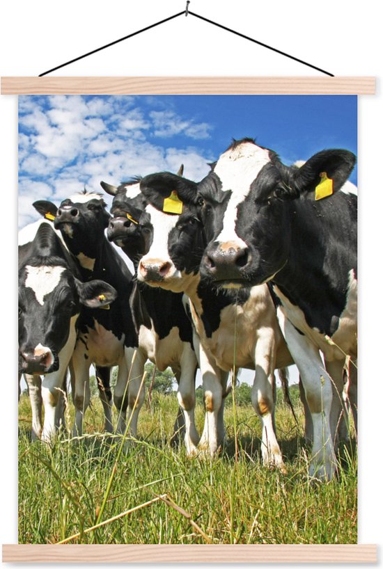 Porte-affiche avec affiche - Affiche scolaire - Vaches - Herbe ...