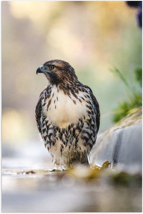 WallClassics - Poster Glossy – Bird of Prey - Buse à queue rousse ...