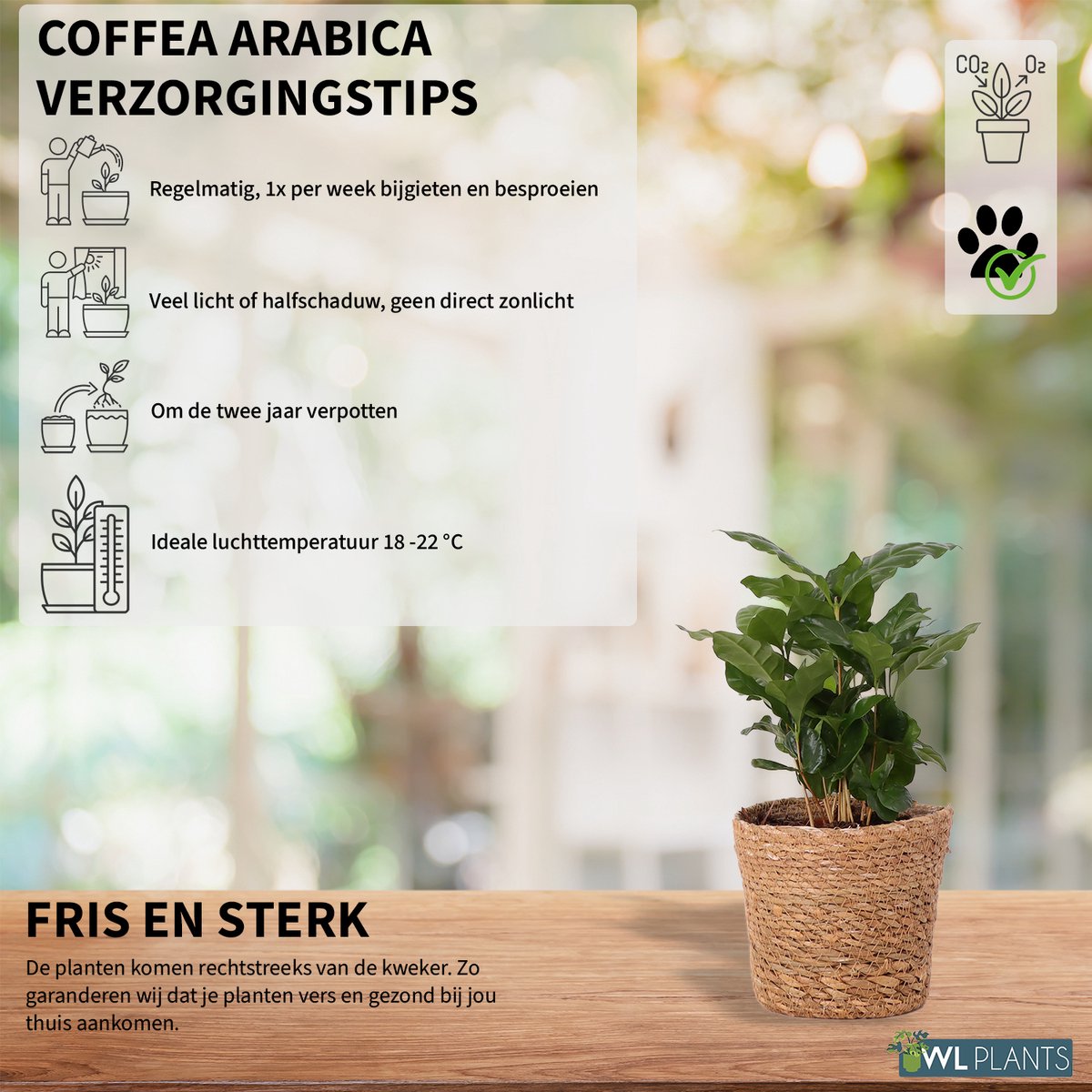 WL Plants - Set van 3 - Kamerplanten - Aloe Vera, Monstera & Coffea ...