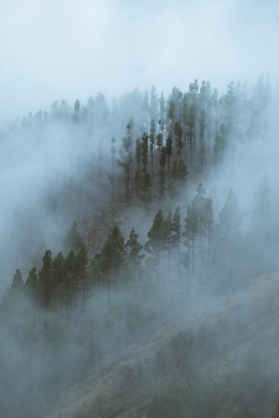 Creatief 23 | Forest poster set - 3 stuks - Forest posters - 30x40 cm ...