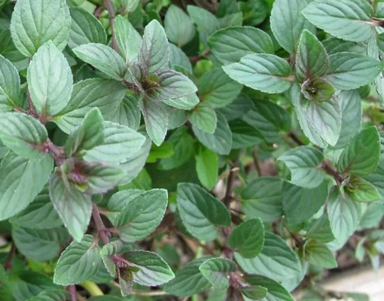 chocolade munt - 6 stuks - kruidentuin - kruiden - mentha piperita ...