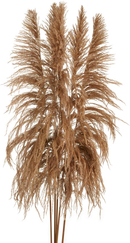 Pampas pluimen groot - 160 cm - Naturel - 3 stuks | bol