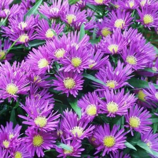 12x Herfstaster (Aster 'Samoa') - P9 pot (9x9) | bol