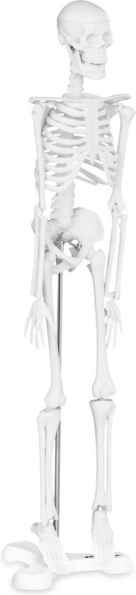 physa - Anatomisch model mini skelet 45 cm - verhouding 1:4 | bol