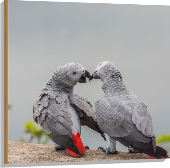 Hout - Liefdevol Grijs Vogelpaar met Rode Staarten - 80x80 cm - 9 mm ...