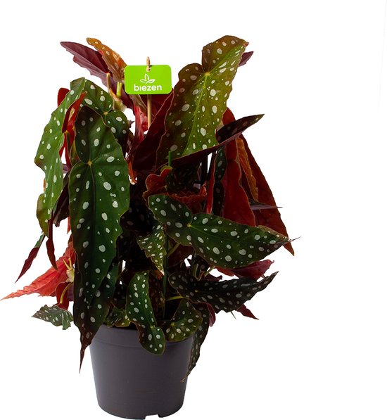 Bladbegonia Maculata - Stippenplant - p17 h35 - Kamerplant | bol.com