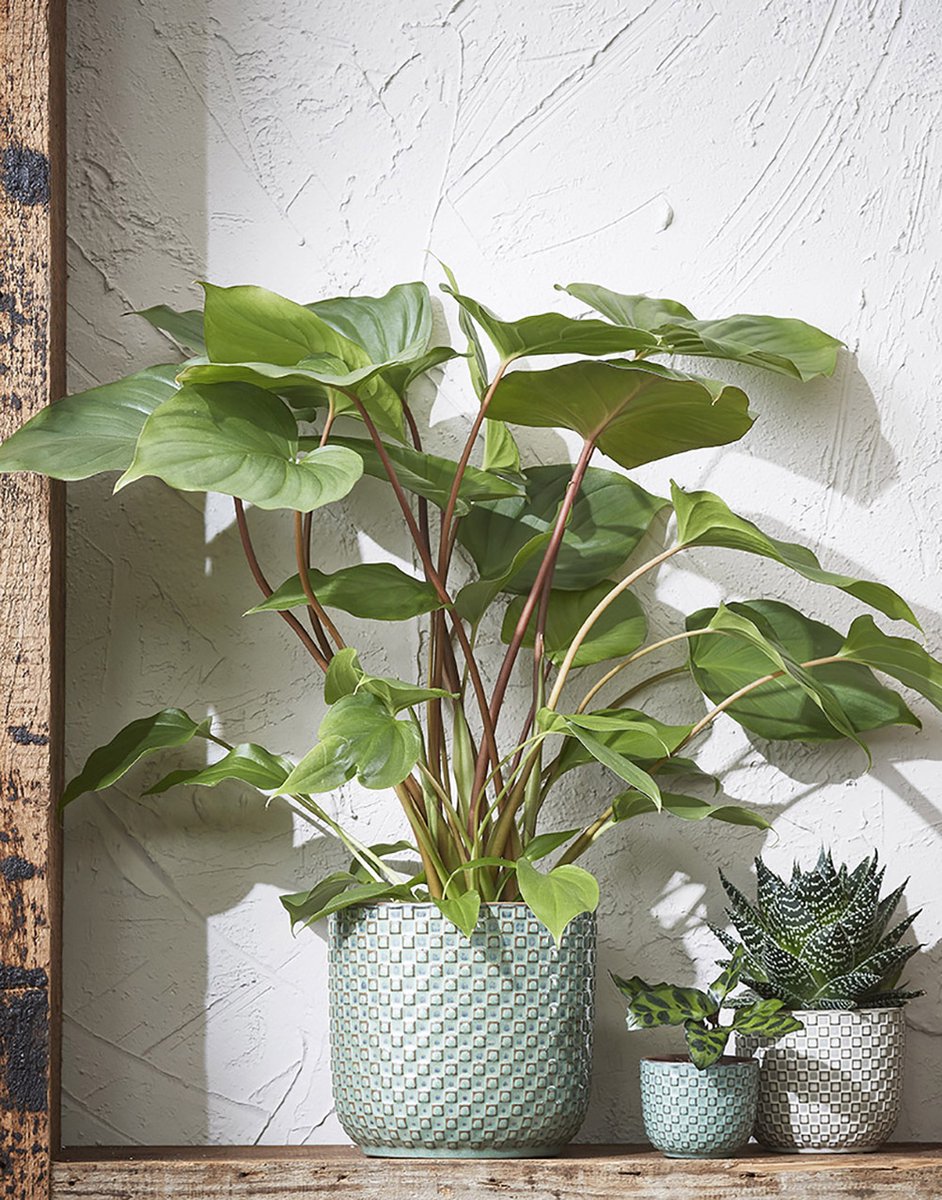 Bloempot Daan - d17 x h16cm - Groen | bol.com